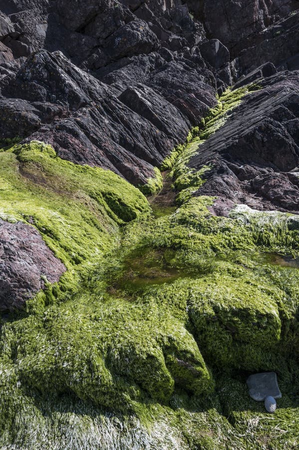 Slippery Moss Growing on Side of Rocks Stock Image - Image of fresh ...