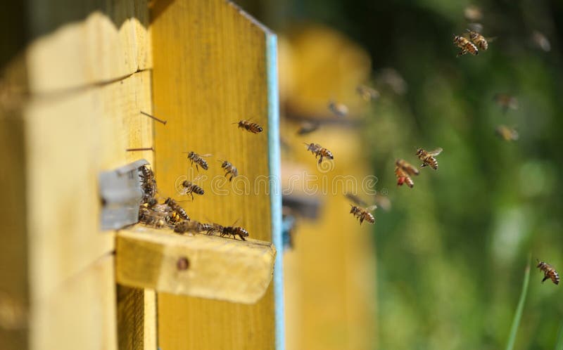 Through the Slit, the Bees Fly into the Hive Stock Photo - Image of ...