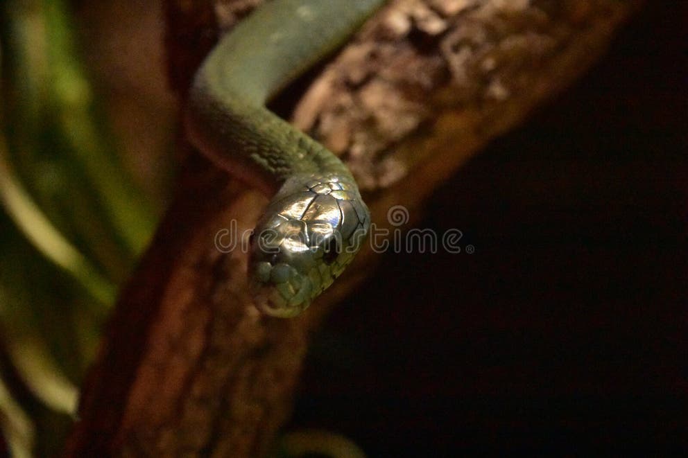 Slithering Deadly Green Snake in a Tree Stock Photo - Image of mamba ...