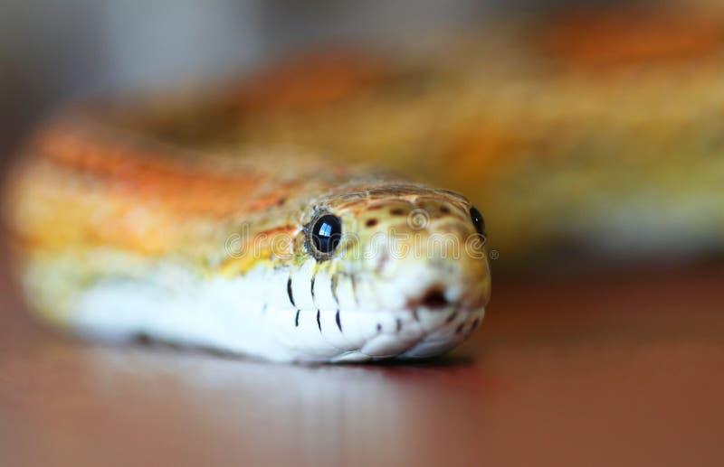 Corn snake stock image. Image of desert, adult, reptile - 9259993