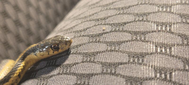 A slithering snake stock image. Image of iron, pattern - 232953697