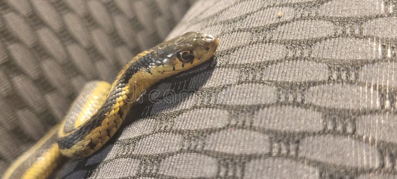 A slithering snake stock photo. Image of hand, serpent - 232953700