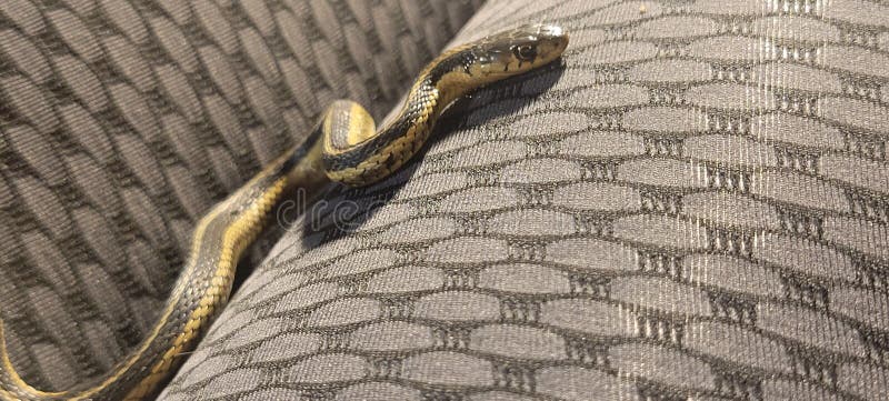 A slithering snake stock photo. Image of hand, lizard - 232953708