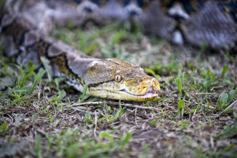 Slithering Snake stock image. Image of ground, nature - 36700501
