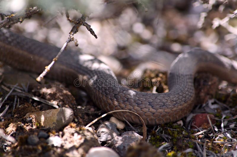 Slithering Snake stock image. Image of landscape, gravel - 54682853