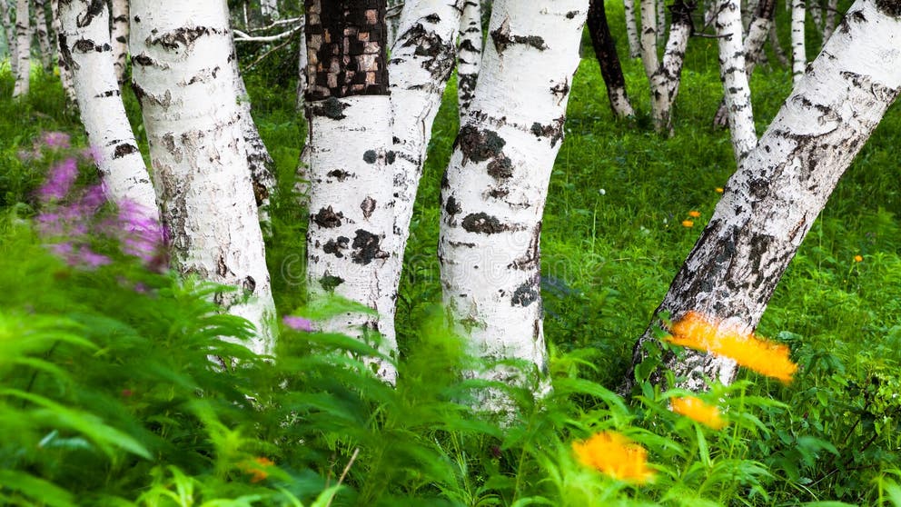 8,465 Mongol Imperio Stock Photos - Free & Royalty-Free Stock Photos ...