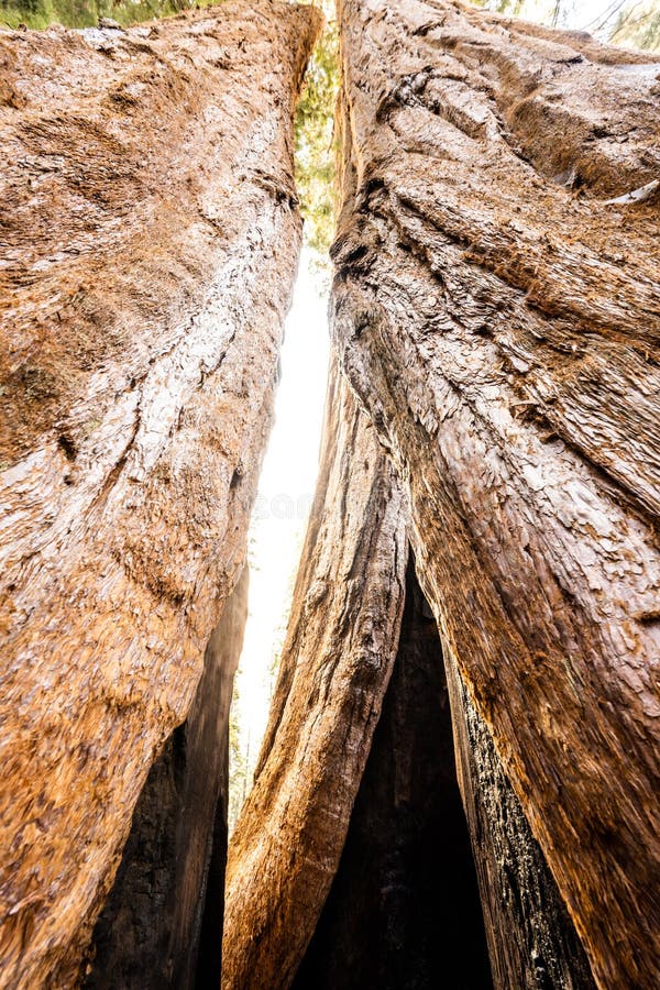 Sliver of Light through Two Towering Sequoia Trees Stock Image - Image ...