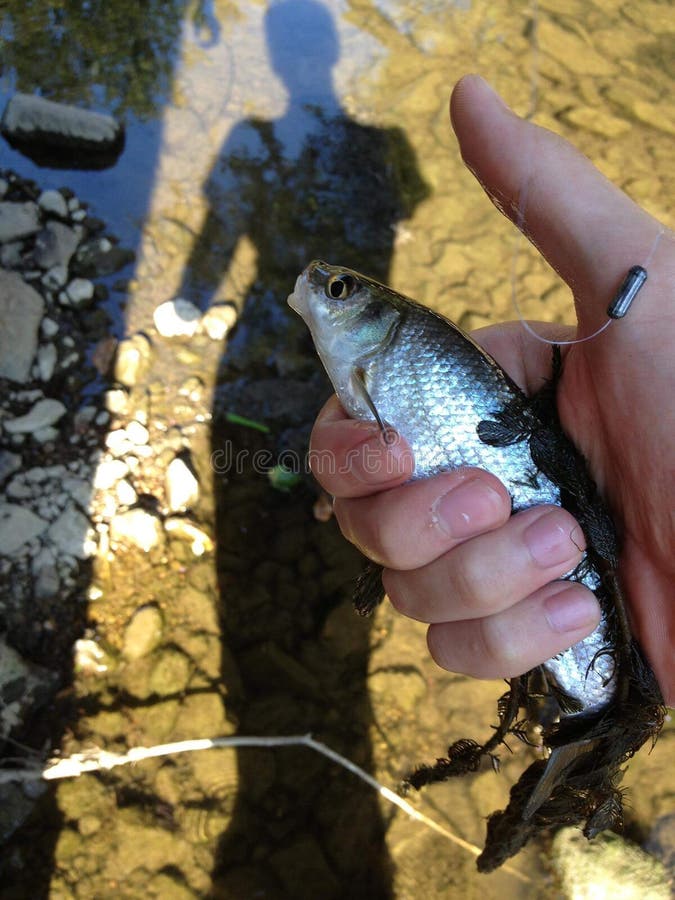 Sljivar Fish Stock Photos - Free & Royalty-Free Stock Photos from ...