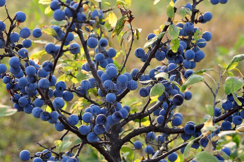 Sloe stock photo. Image of prickly, summer, berry, plum - 15514936