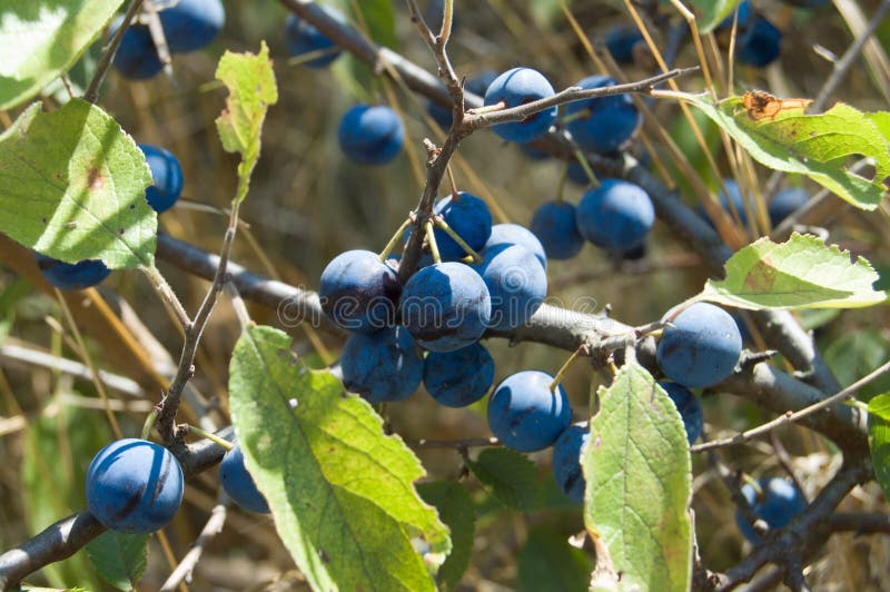 Sloe stock photo. Image of botany, lush, botanic, summer - 6390002