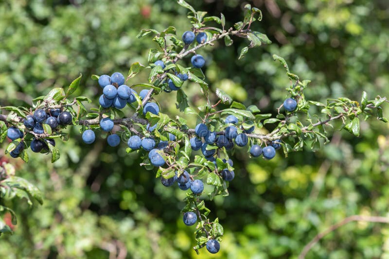 Sloe berries stock image. Image of prunus, branch, summertime - 195209569