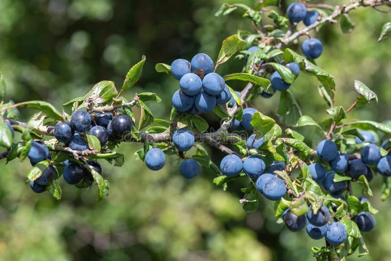 Sloe Berries stock image. Image of jelly, wild, countryside - 15596679