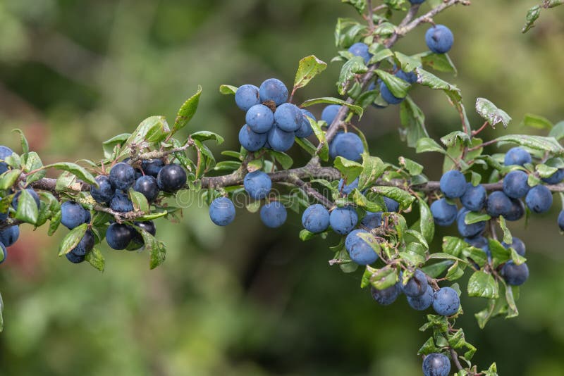 Sloe berries stock image. Image of horizontal, spinosa - 195210007