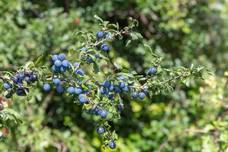 Sloe berries stock photo. Image of flora, roasaceae - 196449496