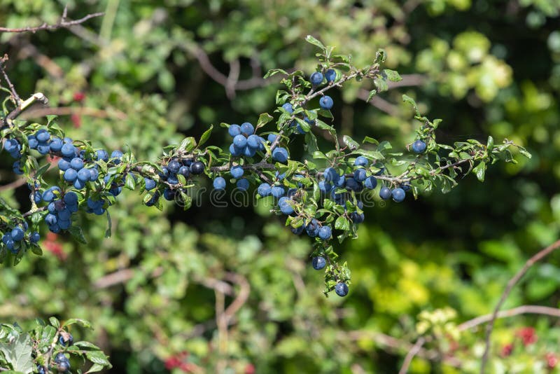 Sloe berries stock photo. Image of uncultivated, fruit - 196449600