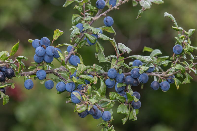 Sloe berries stock photo. Image of focus, selective - 196449626