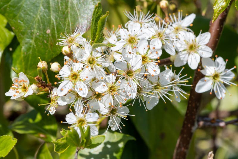 Sloe Blossom Prunus Spinosa Stock Photo - Image of spring, flower ...