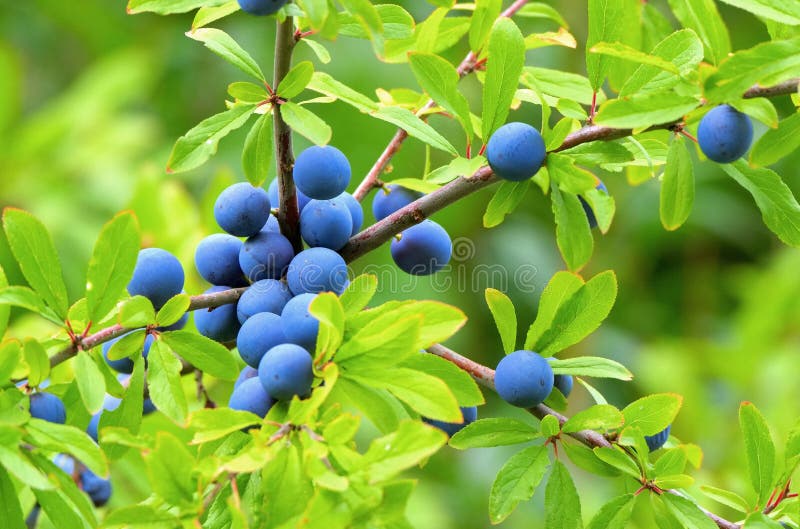 Sloe stock photo. Image of tree, macro, berry, ripe, blue - 49552912