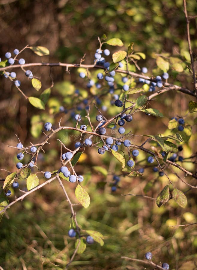 Sloe growing on a branch stock image. Image of eating - 200087419