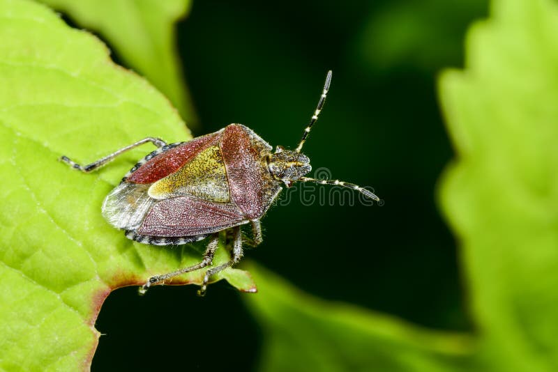 Sloe Bug, Dolycoris Baccarum Nymph Stock Photo - Image of dolycoris ...