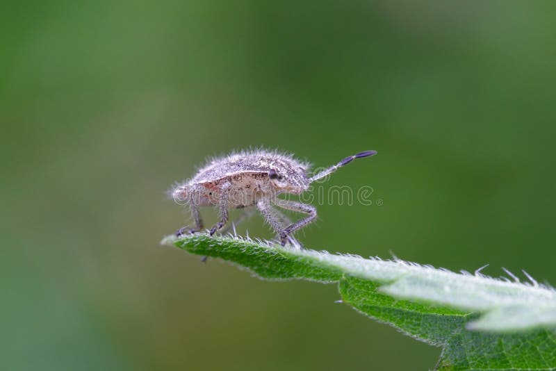 Sloe Bug, Dolycoris Baccarum Stock Photo - Image of shield, insect ...