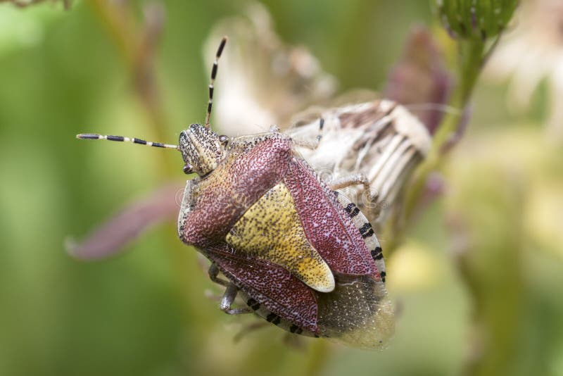 Sloe Bug on a Wildflower, Dolycoris Baccarum Stock Image - Image of ...