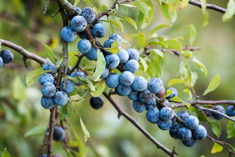 Sloe fruits stock image. Image of nature, tree, purple - 59734605