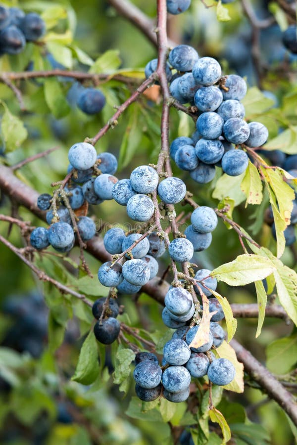 Sloe fruits stock photo. Image of black, purple, fall - 59734752