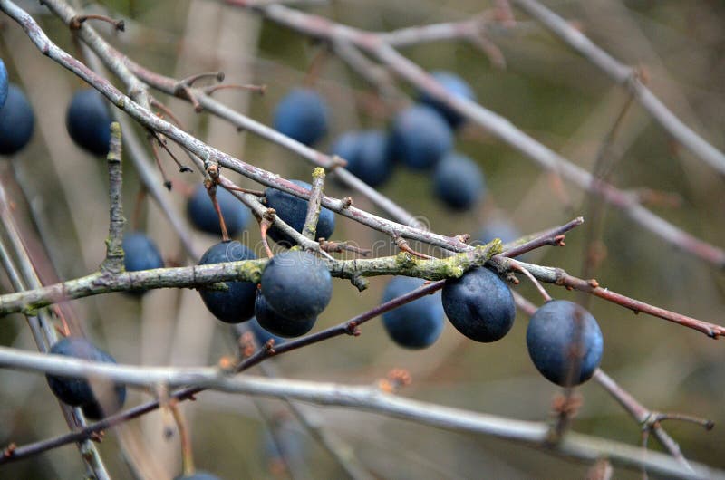 Sloe plum fruit stock photo. Image of tree, plum, sweet - 70110524
