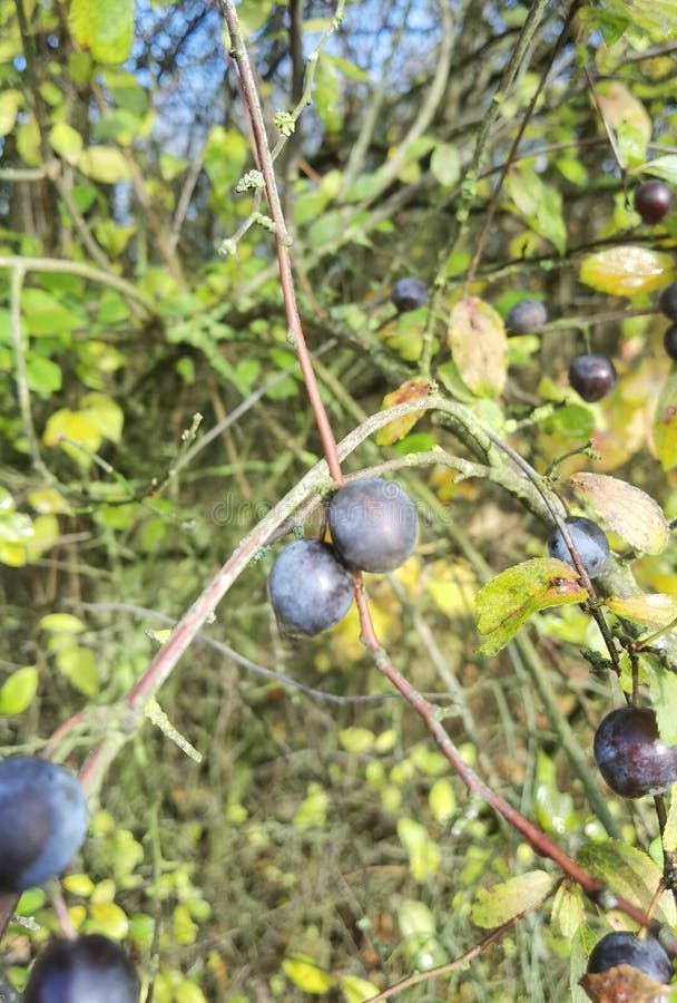 Sloe on the shrub stock photo. Image of leaf, fruit - 236253452