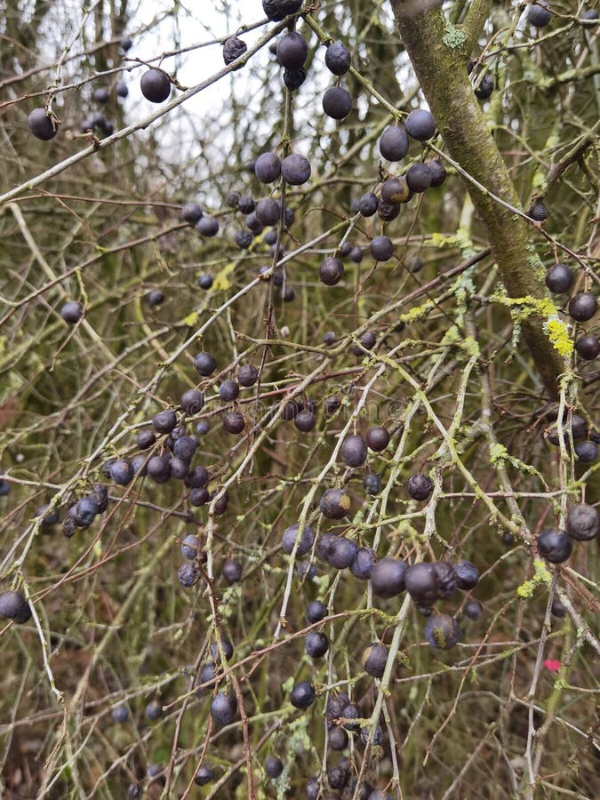 Sloe on the shrub stock photo. Image of woodland, leaf - 238669586
