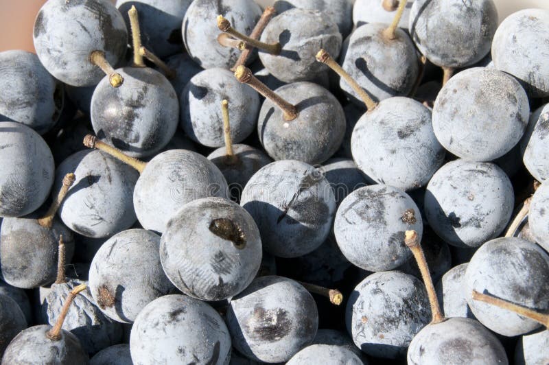 Sloes fresh harvested stock photo. Image of autumn, antioxidant - 29471888