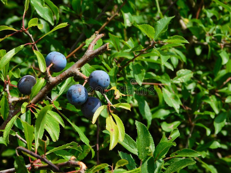 Sloes stock image. Image of round, prunus, fruit, sloe - 98353263