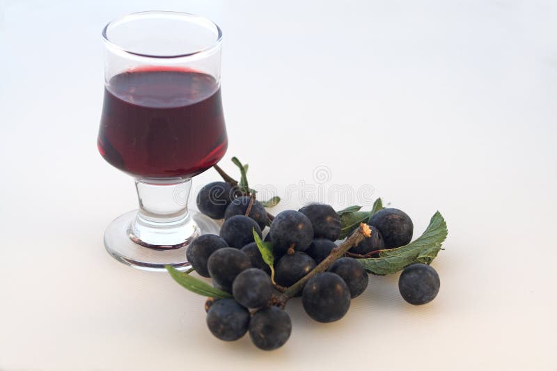 Sloe stock photo. Image of tree, macro, berry, ripe, blue - 49552912