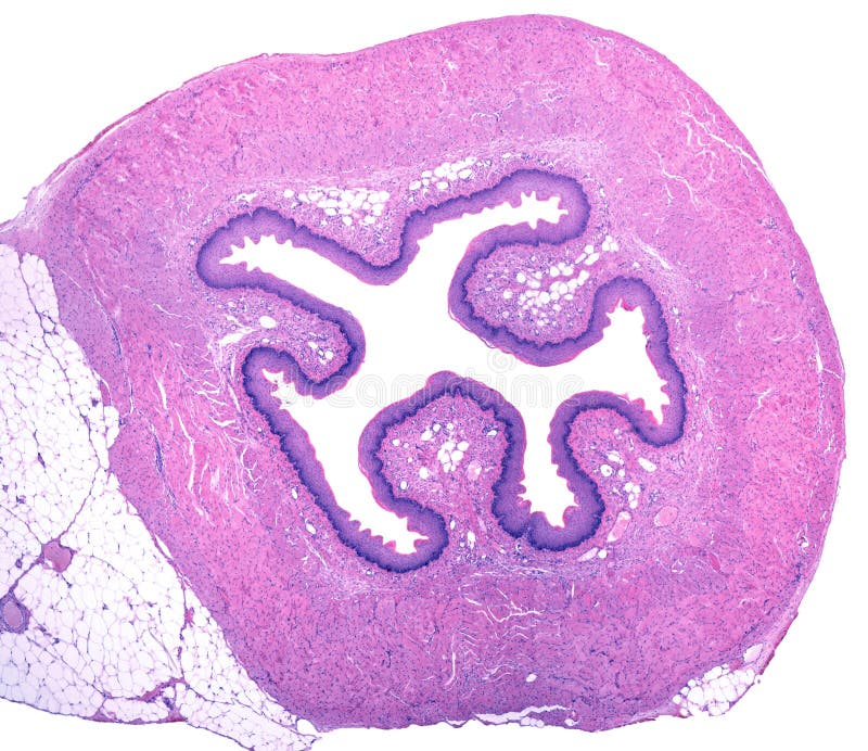 Slokdarm Gelaagde Scamous Epipthelium Stock Foto - Image of microscopie ...