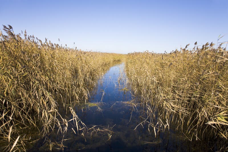 Sloot en riet stock foto. Image of riet, stromend, daling - 12133600