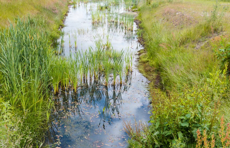 Sloot Met Riet En Waterplanten Stock Foto - Image of landschap ...