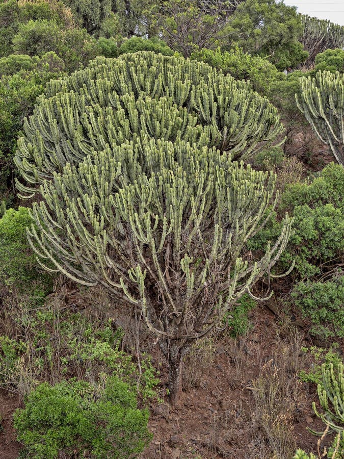 Slope Covered with Large Euphorbia, Ethiopia Stock Photo - Image of ...