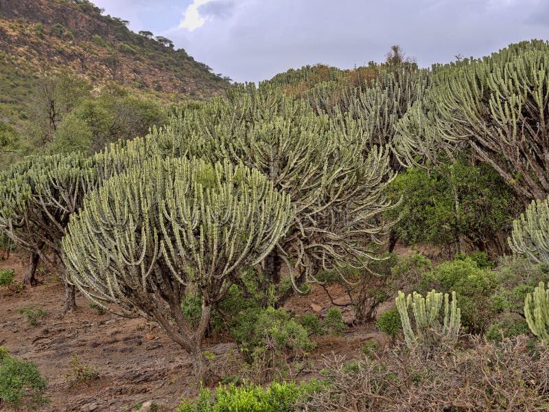Slope Covered with Large Euphorbia, Ethiopia Stock Photo - Image of ...