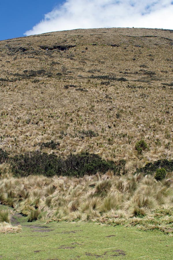 Grass Covered Slope in the Antisana Ecological Reserve, Ecuador Stock ...