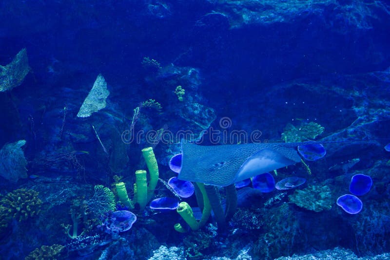 Slope Fish and Corals Under Water Stock Image - Image of ocean, marine ...
