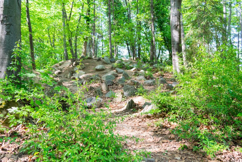 Slope Forest Floor Covered with Big Rocks - Spring Time Stock Photo ...