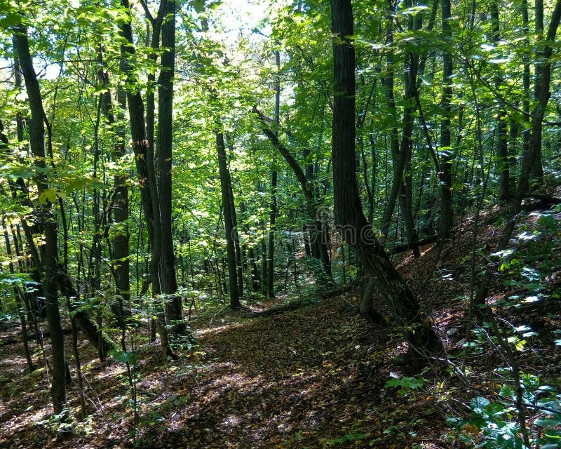Slope in the Forest on a Sunny Day Stock Photo - Image of forest ...