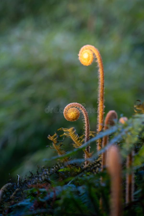 Slope with growing ferns stock image. Image of bloom - 262448491