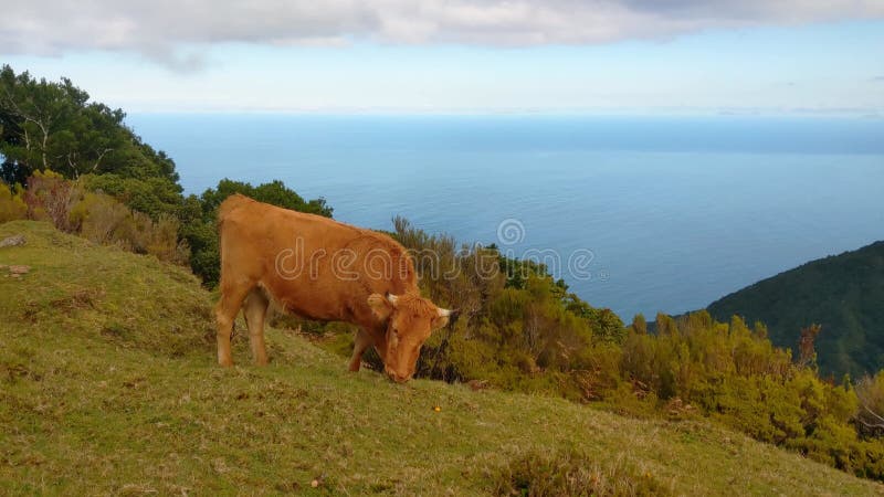 On the Slope of the Island, a Cow Eats Green Grass. Stock Video - Video ...