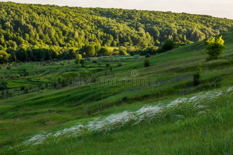 Slope Landscape with Feather Grass Stock Image - Image of romantic ...