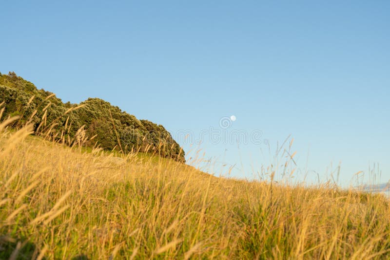 Slope on Mount with Long Golden Grass Stock Image - Image of background ...