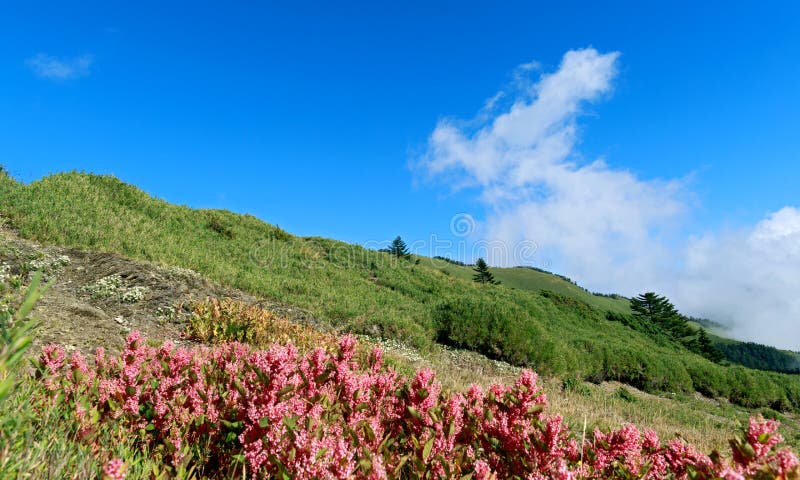 Slope in nature stock image. Image of flowers, view, outdoor - 45083029