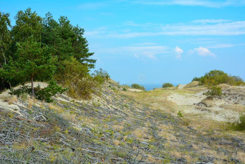 Slope of the Sand Dune, Fixed by a Special Cell of Twigs Stock Image ...