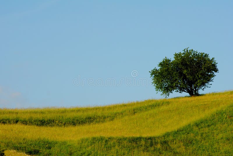 Slope and tree stock image. Image of slopes, season, fields - 24216373